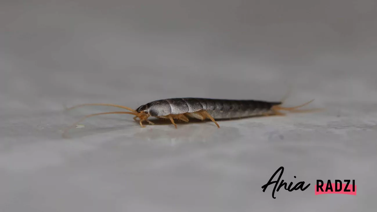 Najczęściej spotykane robaki w łazienkach i sposoby na walkę z nimi